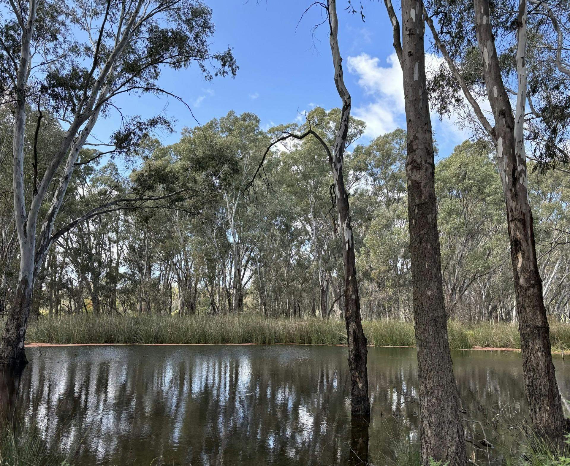 River Street Wetlands | North of the Murray